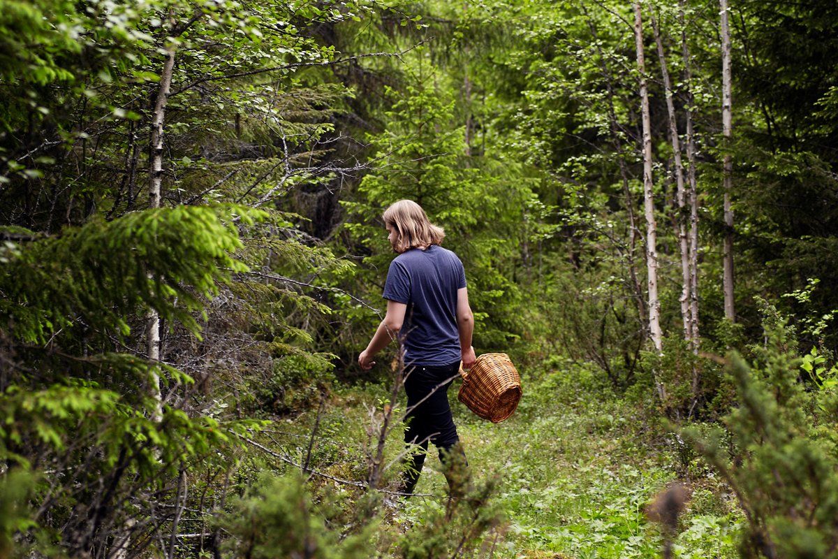 Magnus Nilsson’s Faviken Cookbook a How-To for the Amateur Forager ...