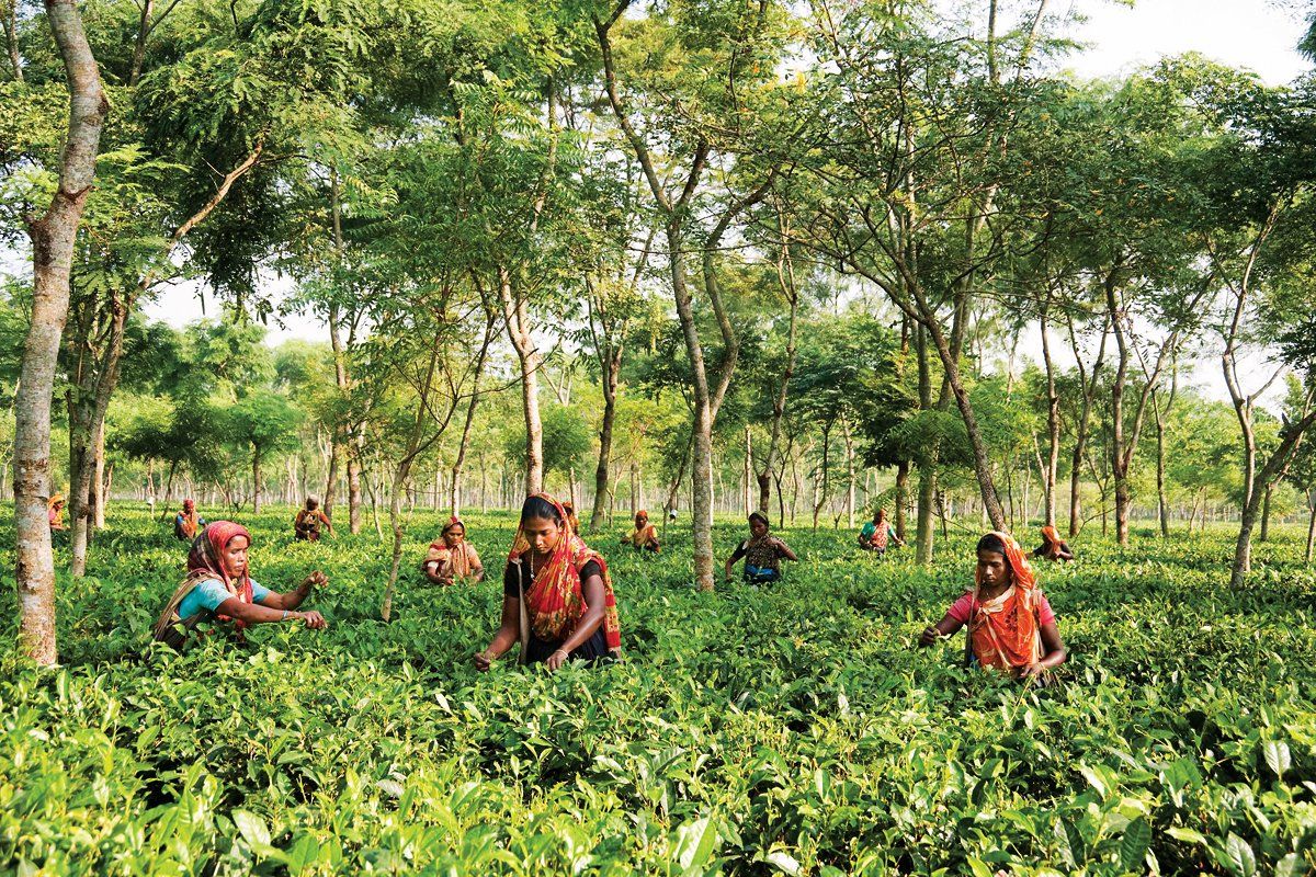 Teatulia: How Organic Tea Transformed A Bangladesh Community - Newsweek