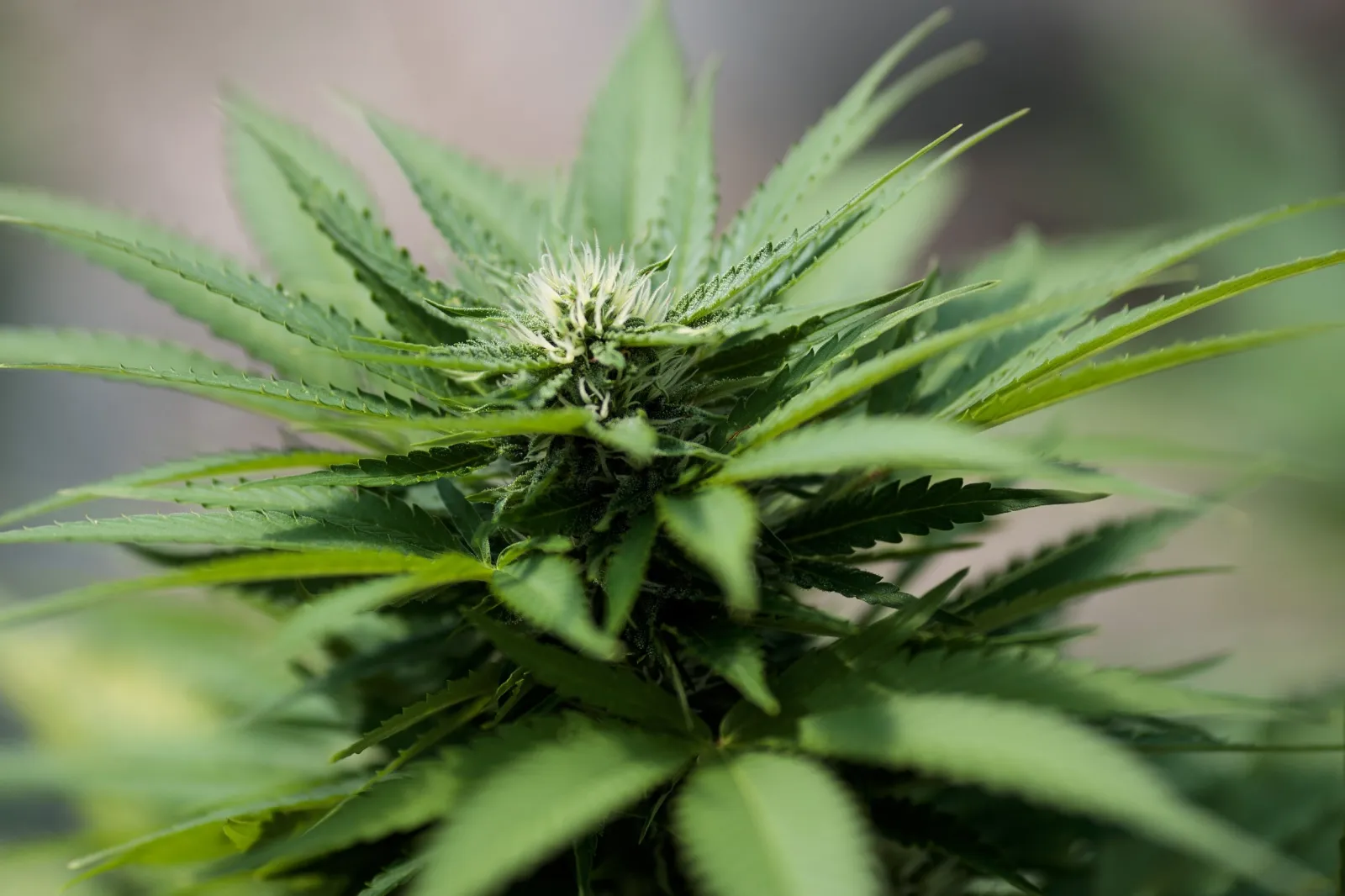 Is the White House Serious About Cracking Down on Weed? - Newsweek