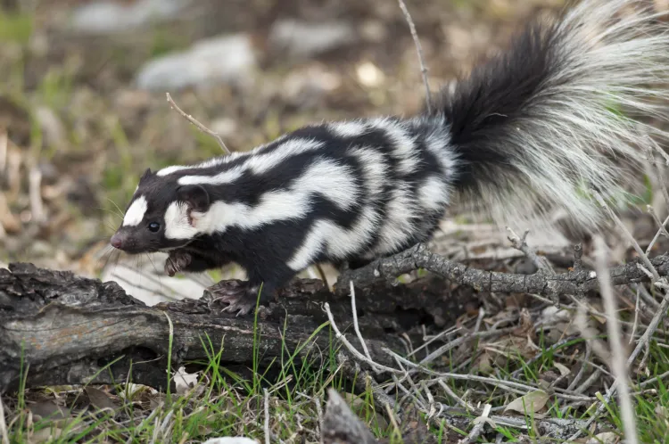 The Evolution of a Tiny Skunk That Does Handstands - Newsweek