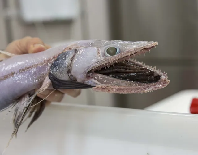 Scientists Find Bizarre Faceless Fish Among Mysterious Species in ...