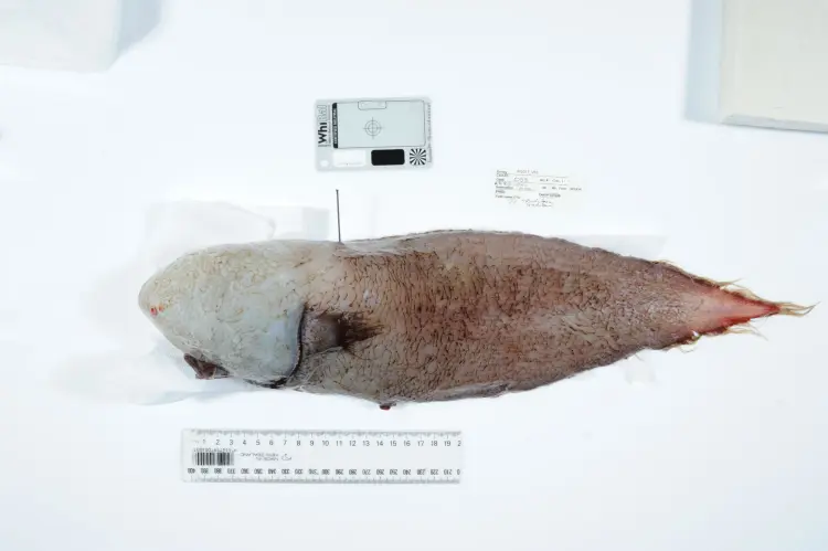 Scientists Find Bizarre Faceless Fish Among Mysterious Sp... - Newsweek