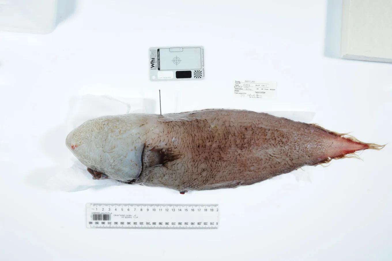Scientists Find Bizarre Faceless Fish Among Mysterious Species in ...
