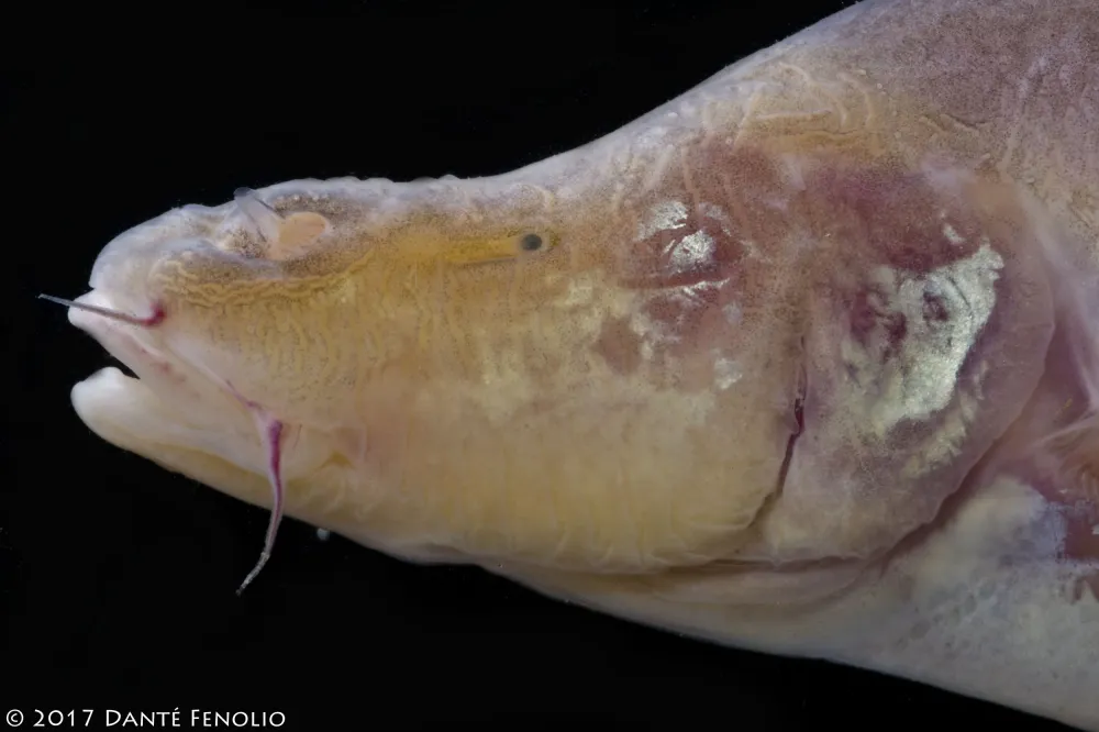 Extremely Rare and Weird Blind Fish Found in South China Cave - Newsweek