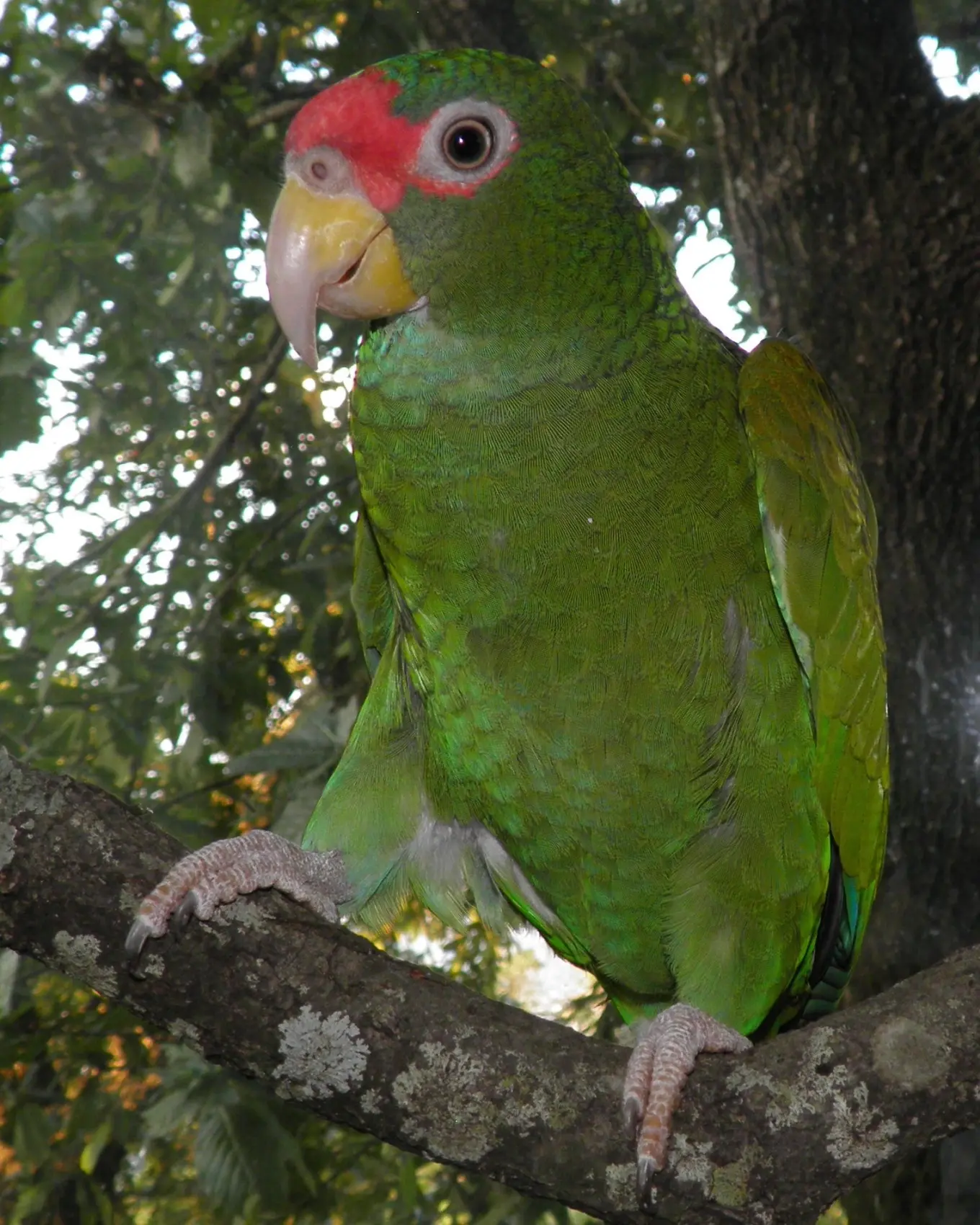 Blue-winged Amazon: Beautiful New Parrot Species With Very Loud Voice ...