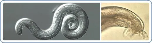 Dangerous Diseases: Rat Parasite Colonizing Florida Is Alarming ...