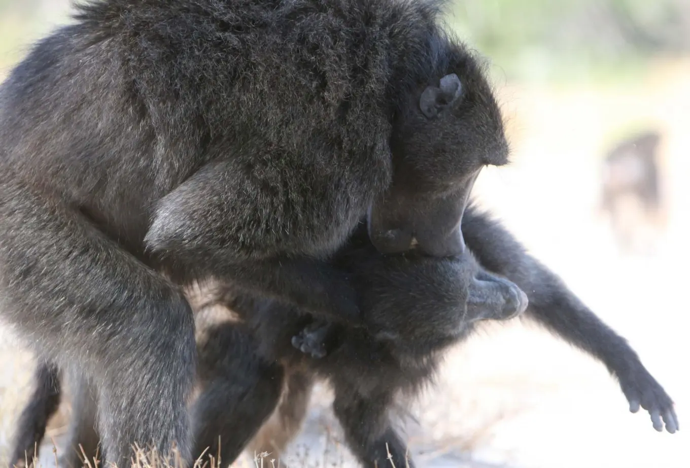 Evolution of Sexual Intimidation: Male Baboons Beat up Females to ...