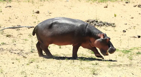 The World’s Oldest Hippo in Captivity Dies After a Life of ‘Boredom ...