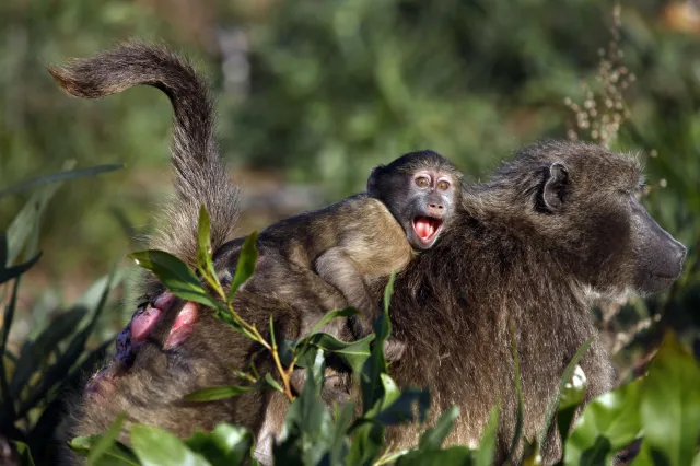 Monkey Sparks Blackout at Victoria Falls Resort, Cutting Electricity to ...