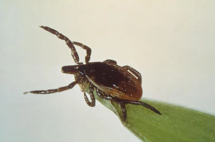 Lyme Disease Warning as Map Shows Tick Bite Surge Across US - Newsweek