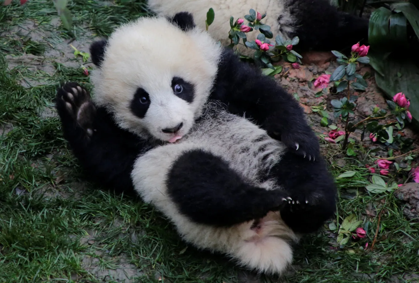 Panda Video Goes Viral After Keepers in Chengdu Accused of Animal ...