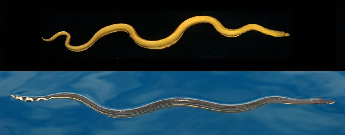 Bizarre Sea Snake That Preys on Fish From Above Discovered in Costa ...