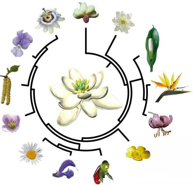 First Flower on Earth: Scientists Discover Structure And Shape of the ...