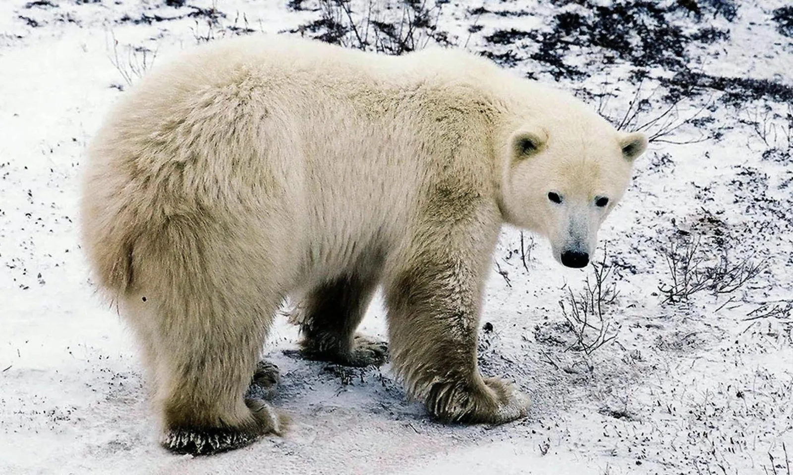 Drilling for Oil and Gas in the Arctic Is Inviting Disaster - Newsweek