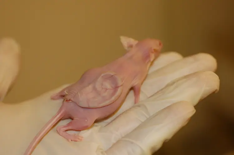 Exclusive: Whatever Happened to the Mouse with the Ear on Its Back ...