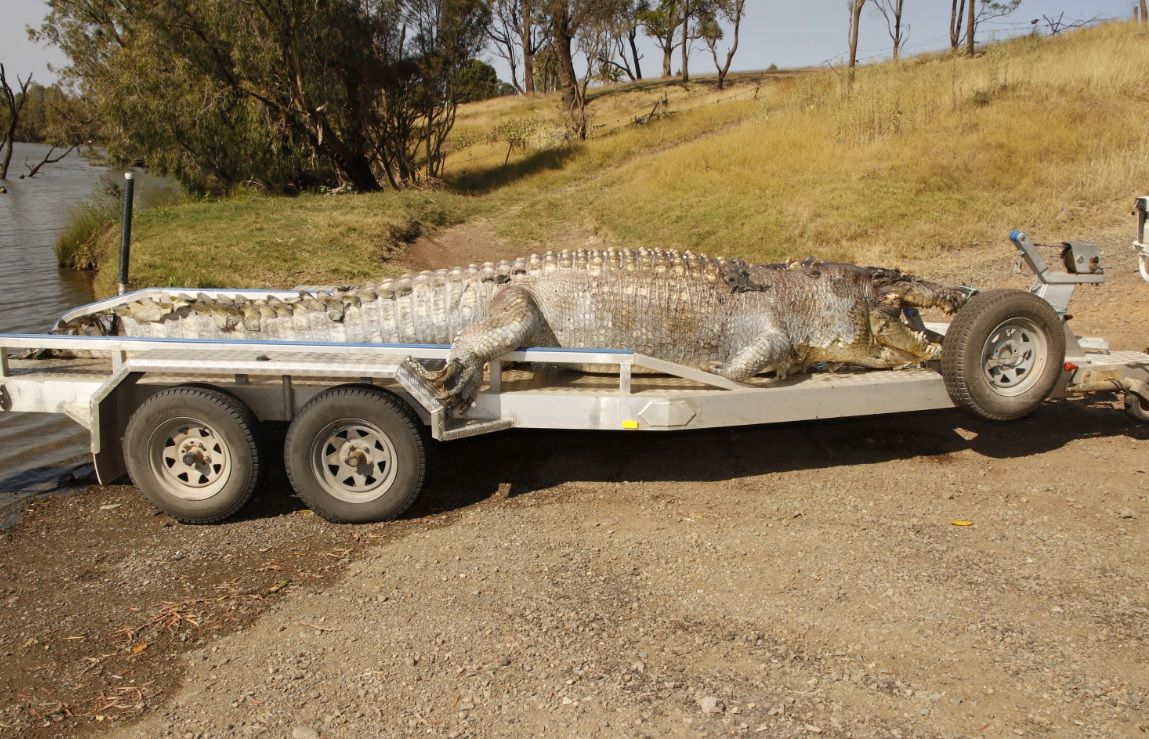 100-Year-Old Monster Crocodile Shot Dead Could Spark Deadly Power ...