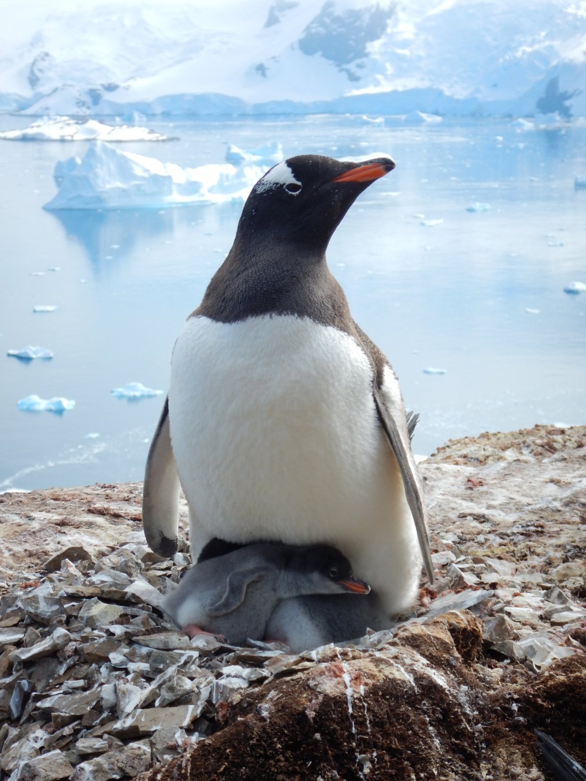 It’s So Cold in Canada That a Zoo Has to Bring Its Penguins Inside ...