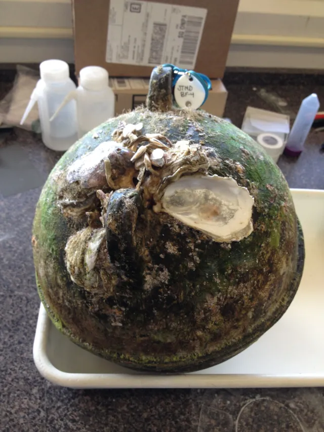 Japan Tsunami: Hundreds of Species Hitchhiked to U.S. on Plastic Debris ...