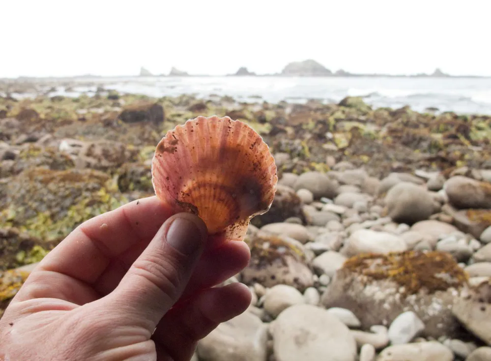 Japan Tsunami: Hundreds of Species Hitchhiked to U.S. on Plastic Debris ...
