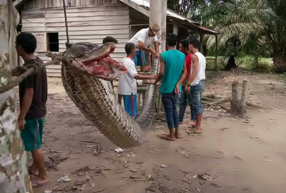 Man Fights Giant 26ft Python and it Doesn’t End Well for the Snake ...