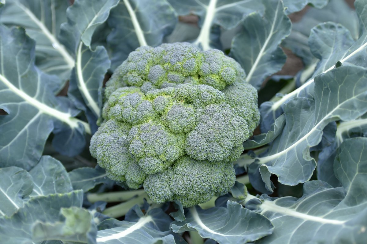 Breast Cancer Diet: Broccoli and Green Tea Could Make Deadly Tumors ...