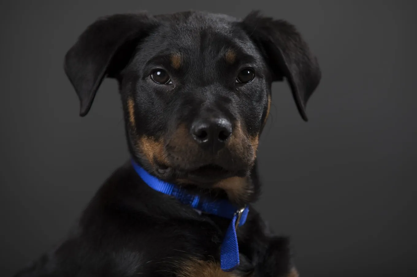 Proof that Dogs Are Manipulative Little Beasts: Our ‘Best Friends’ Use ...