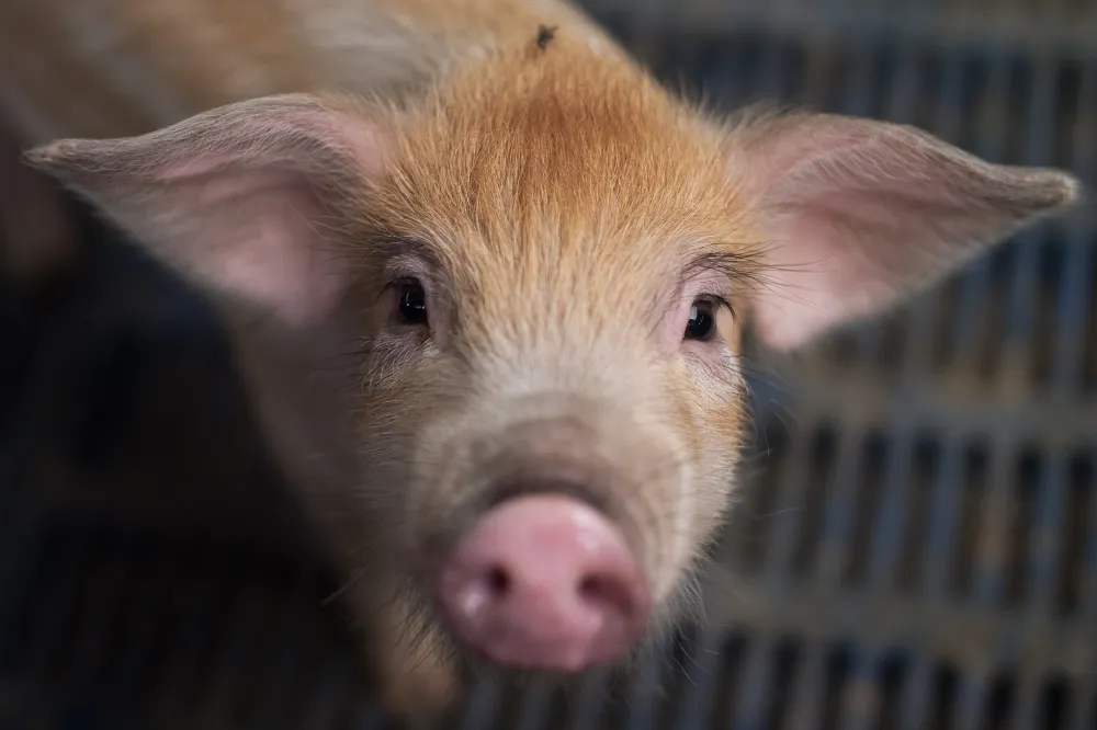 Healthy Bacon? Scientists Engineer Skinny Pigs WIth Low Body Fat - Newsweek