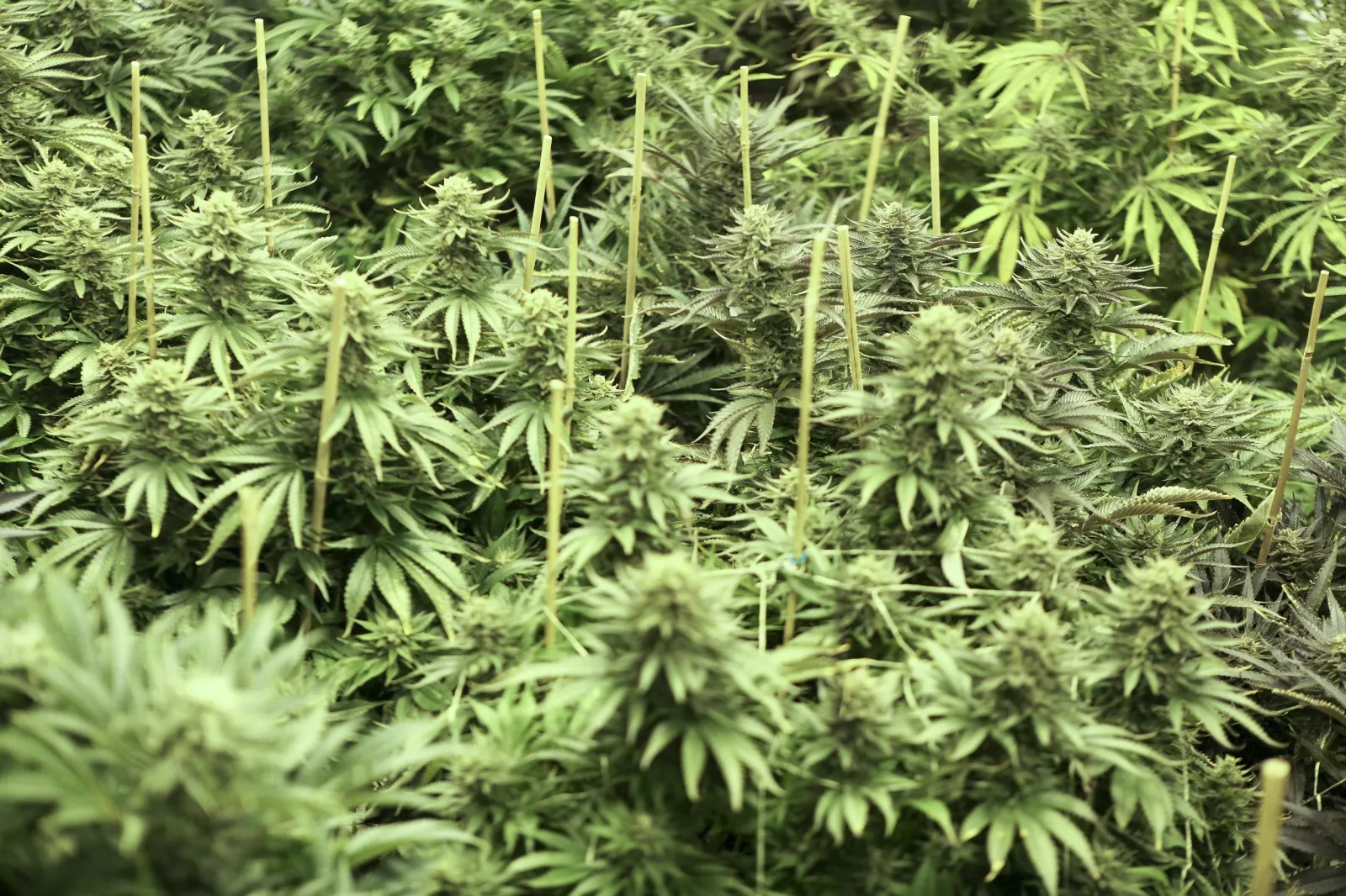 What Soil Conditions Are Best to Grow Weed? Organic Cannabis Farmer ...