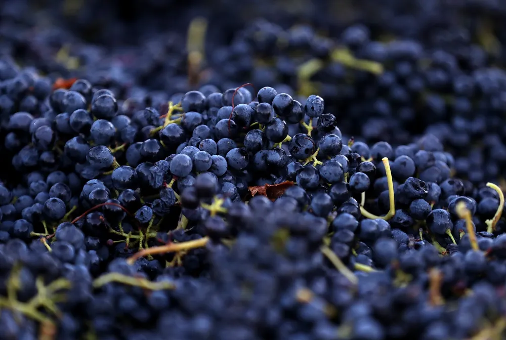 How to Prevent Gut Diseases and Colon Cancer With These Seven Foods ...