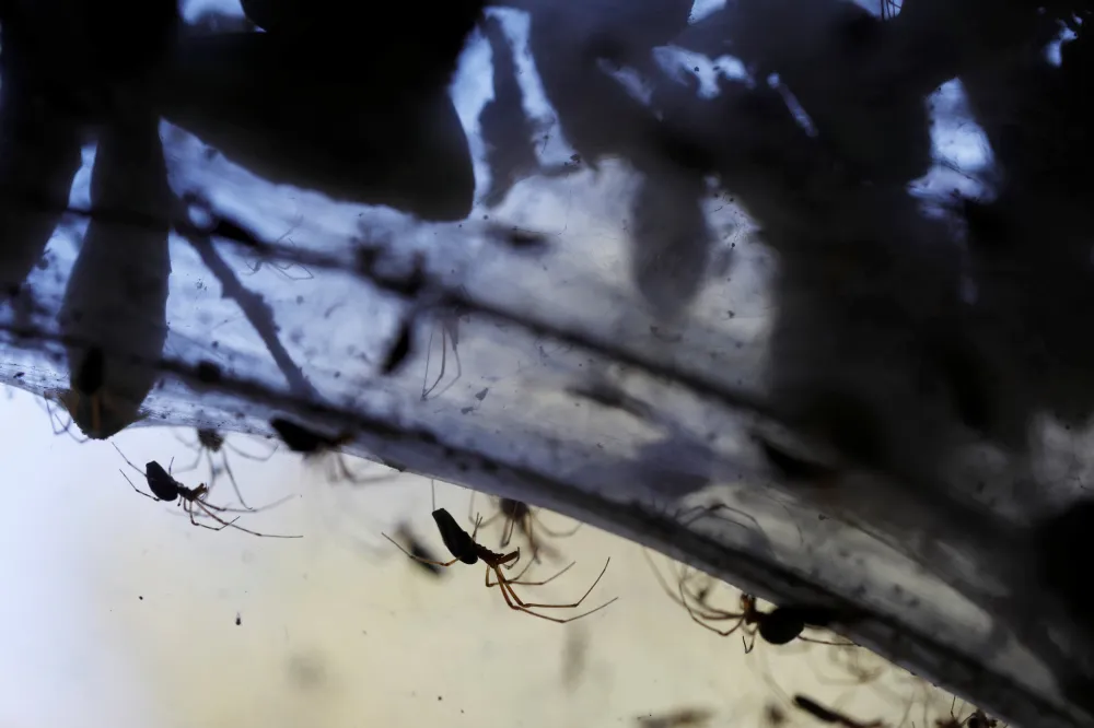 Weird Spiders Engulf Jerusalem Forest With Huge Webs That Swallow ...
