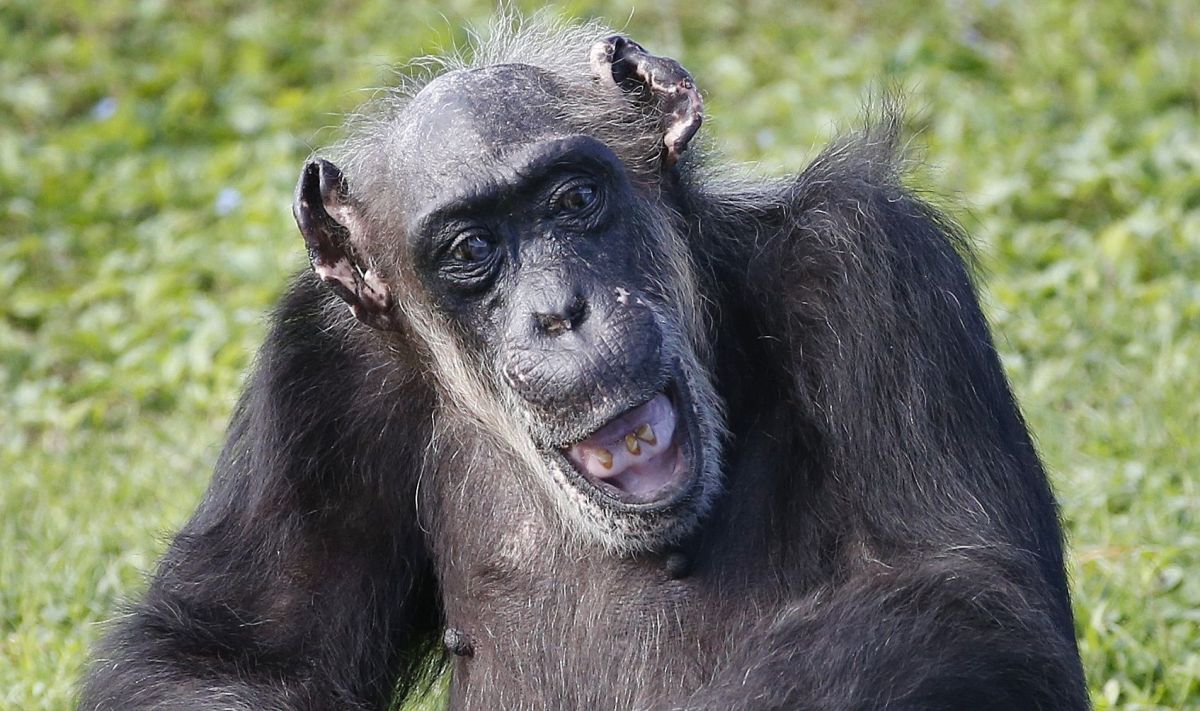 Zoo Animal Little Mama, World’s Oldest Known Chimpanzee, Dies at 79 ...