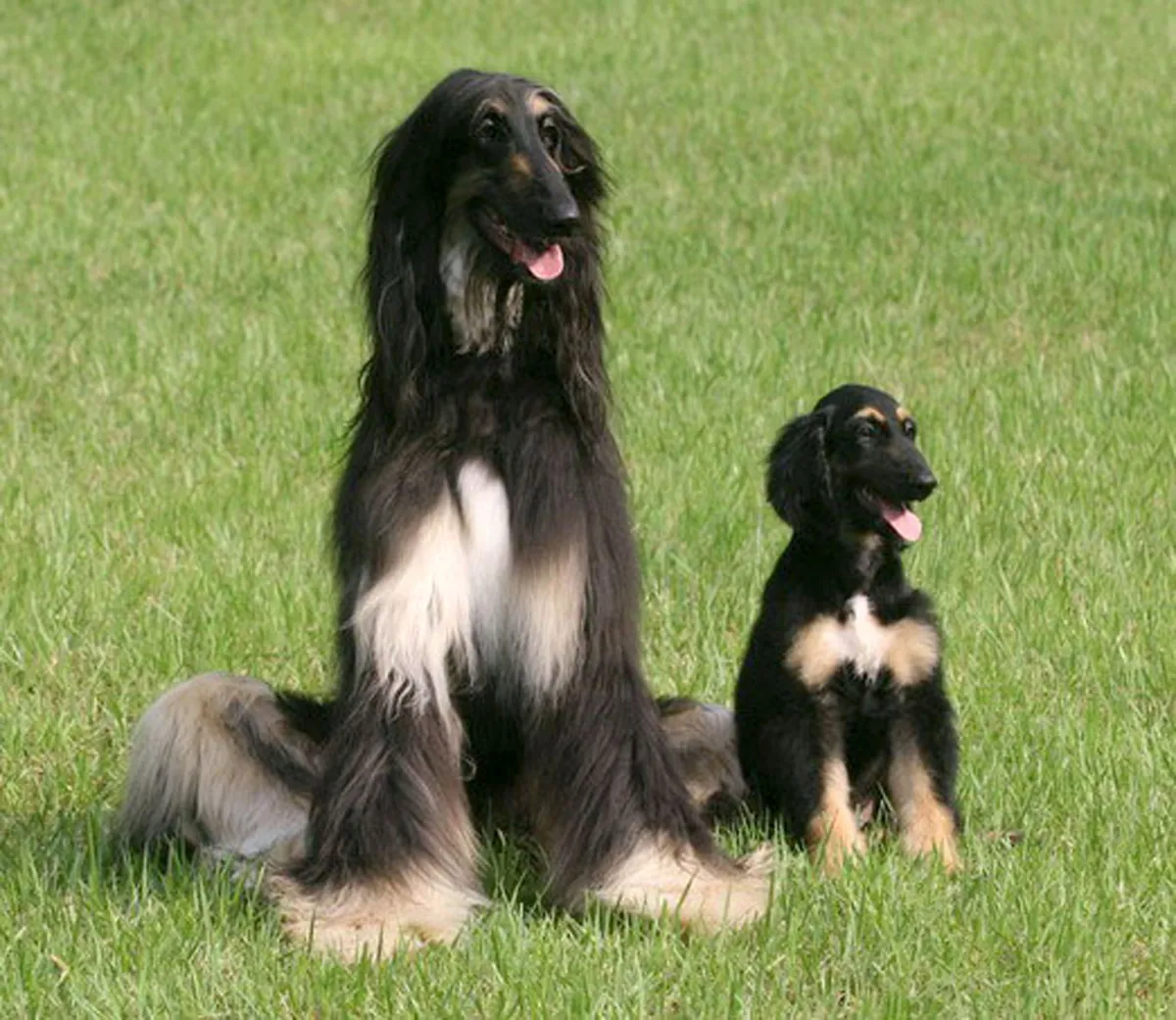 World’s First Cloned Dog Used to Make More Cloned Dogs So Scientists ...