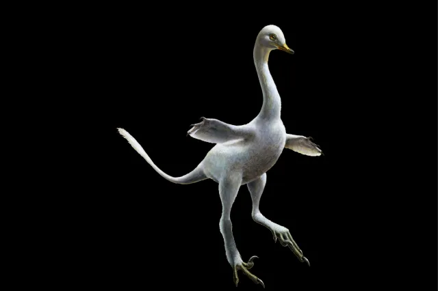 Halszka Fossil: Bizarre, Vicious Duck Dinosaur That Could Run, Fly and ...