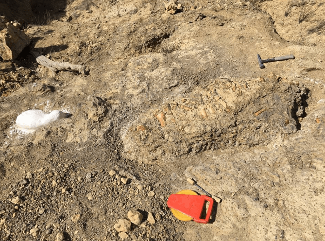Prehistoric Sea Cow Fossils Discovered in California Could Be Species ...