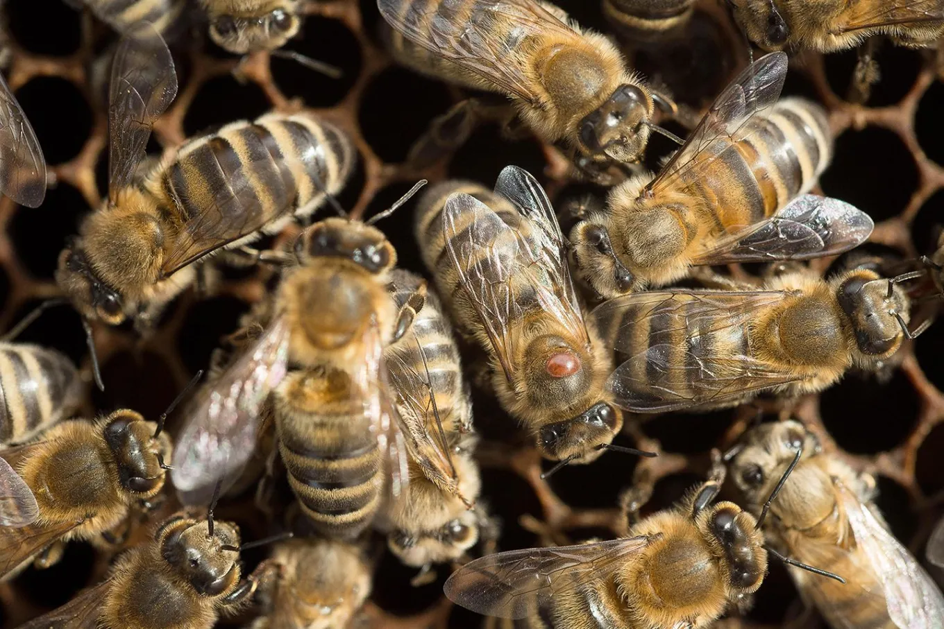 Can Robotic Bees Replace the Real Thing? Walmart Files Patent for ...