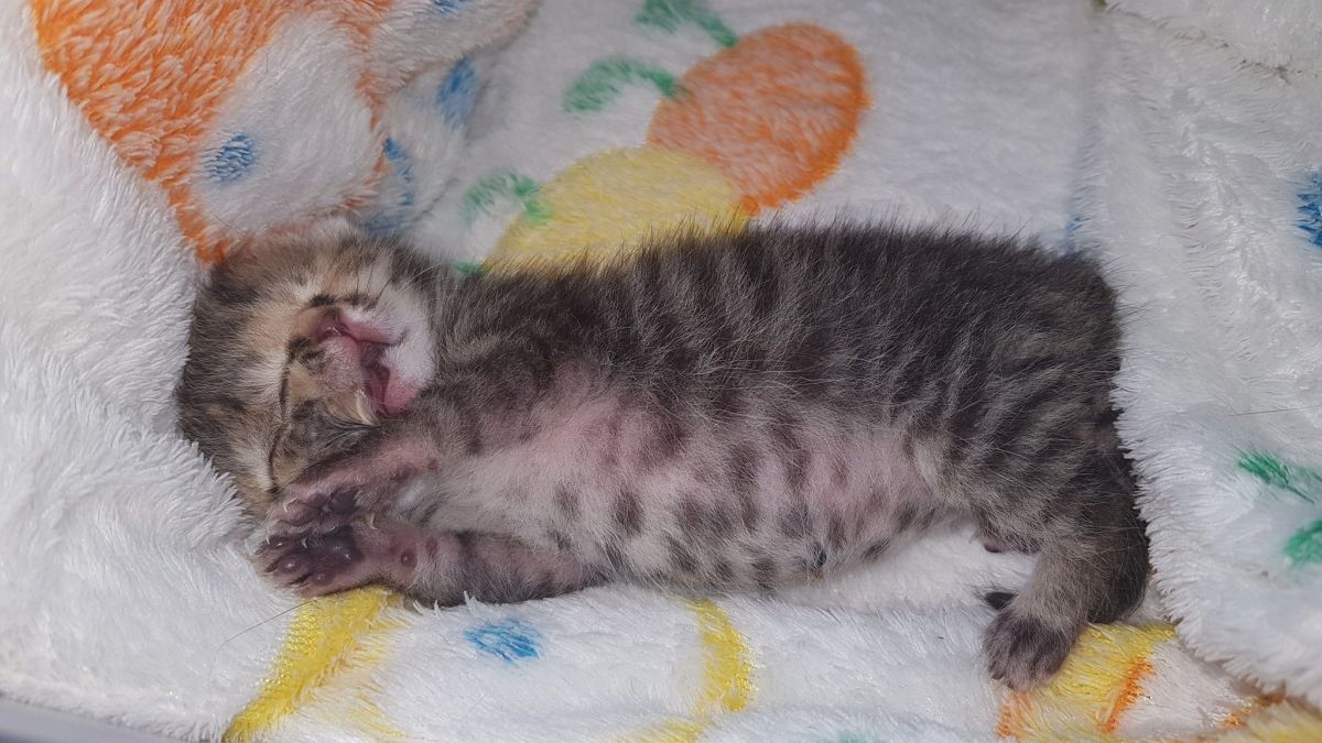 Photos: Kitten Born With Two Faces Is Surviving Against the Odds - Newsweek