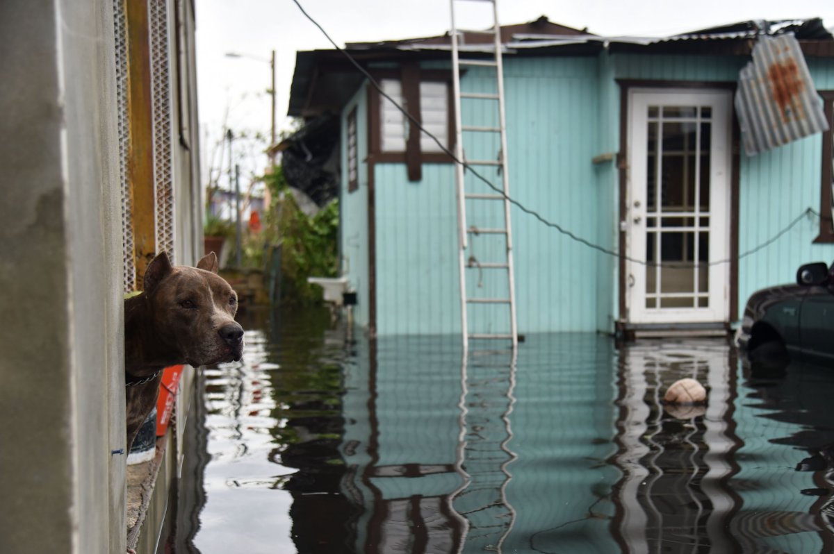 Puerto Rico Shelters Flooded with Hundreds of Abandoned Cats and Dogs ...
