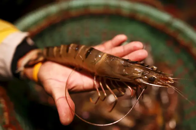 New Frilled Giant Pacific Octopus Discovered in Alaska - Newsweek
