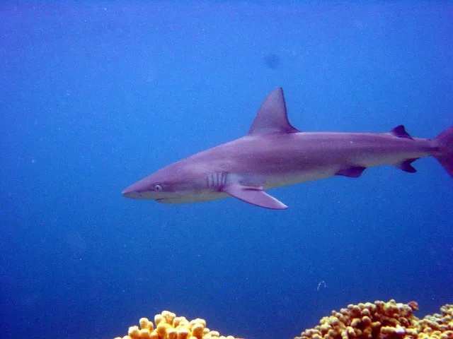 Intersex Shark Found in Taiwan Has Both Male and Female Sex Organs ...