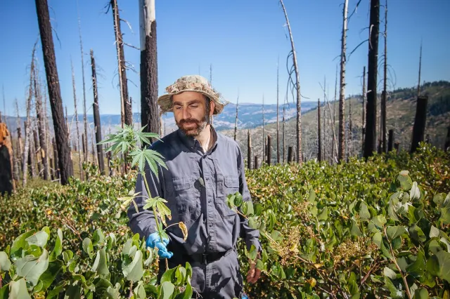 Mexican Drug Cartels May Use Legal Marijuana to Increase Their Presence ...