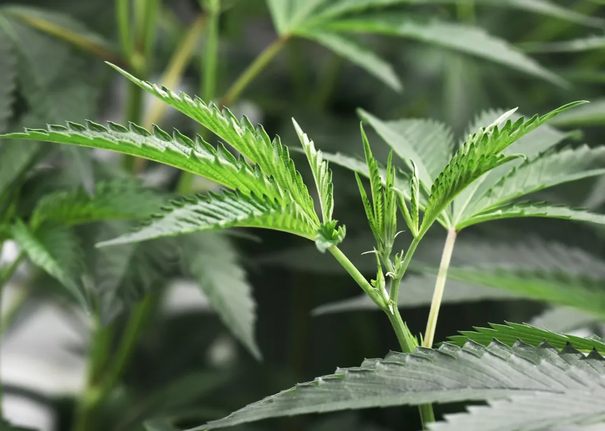 Can Marijuana Help Curb the Heroin Epidemic? | Opinion - Newsweek