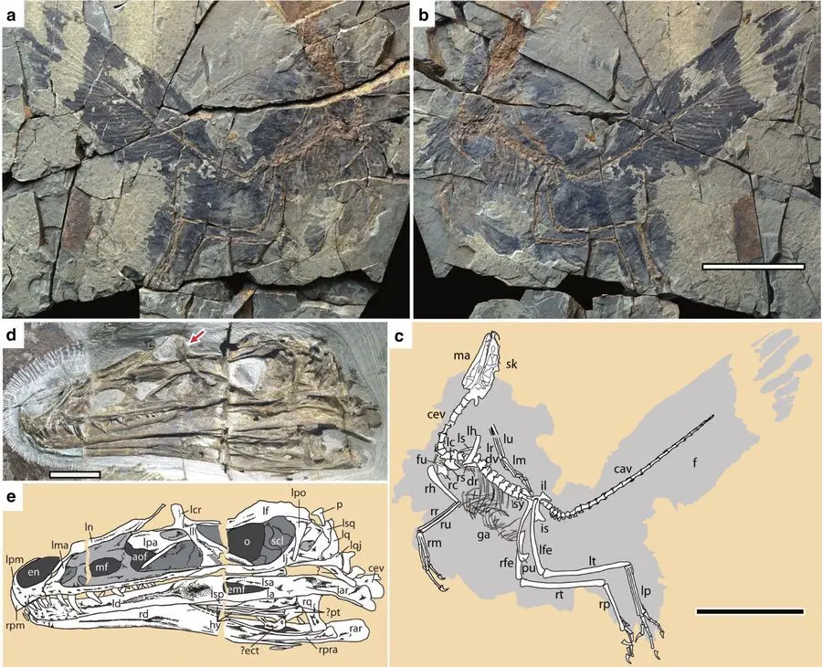 Feathered Dinosaur Shimmered Like a Rainbow, Fossil Reveals - Newsweek