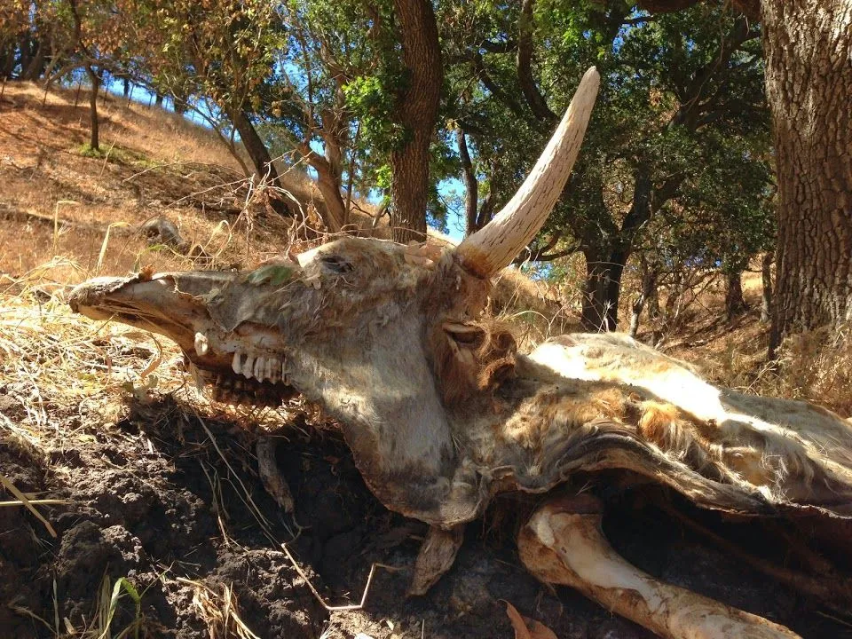 Photos: Strange Phenomenon Left Dog Stuck in Tree for Almost 60 Years ...