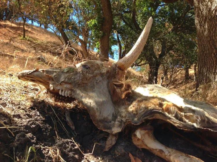 Photos: Strange Phenomenon Left Dog Stuck in Tree for Almost 60 Years ...