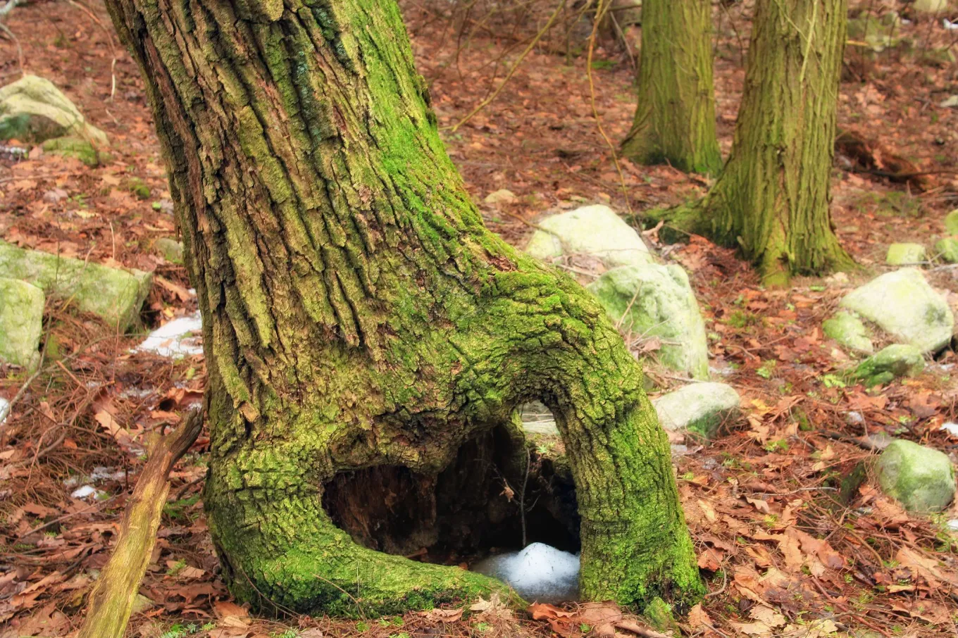 Photos: Strange Phenomenon Left Dog Stuck in Tree for Almost 60 Years ...