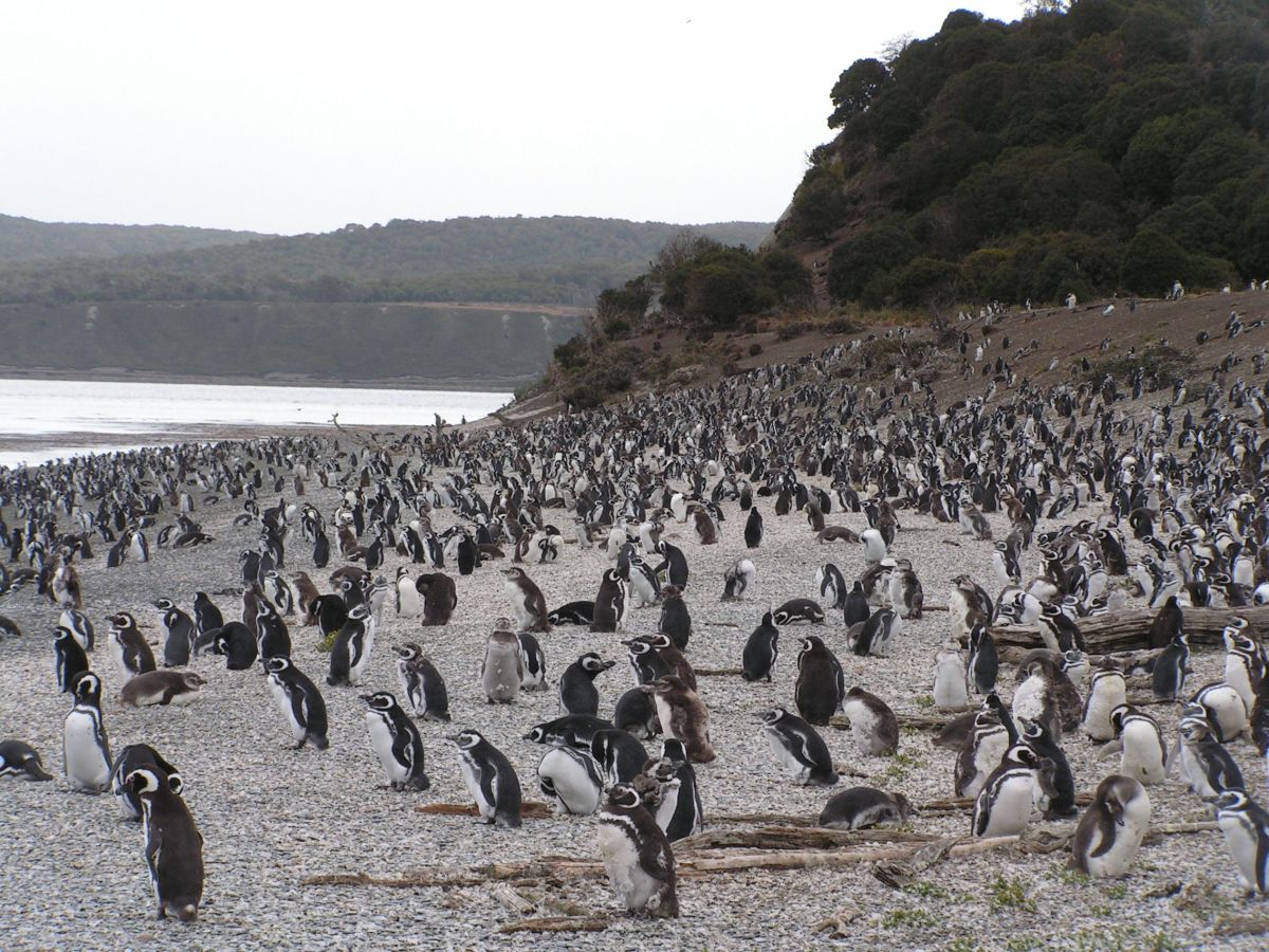 Penguins Are Champion Poopers and Their Nutrient-Packed Waste Supports ...