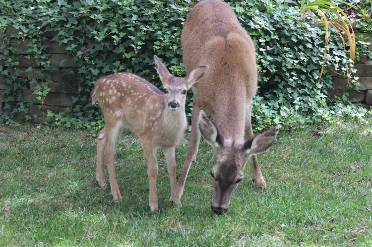 What Is Chronic Wasting Disease? Could Mysterious ‘Zombie Deer’ Illness ...
