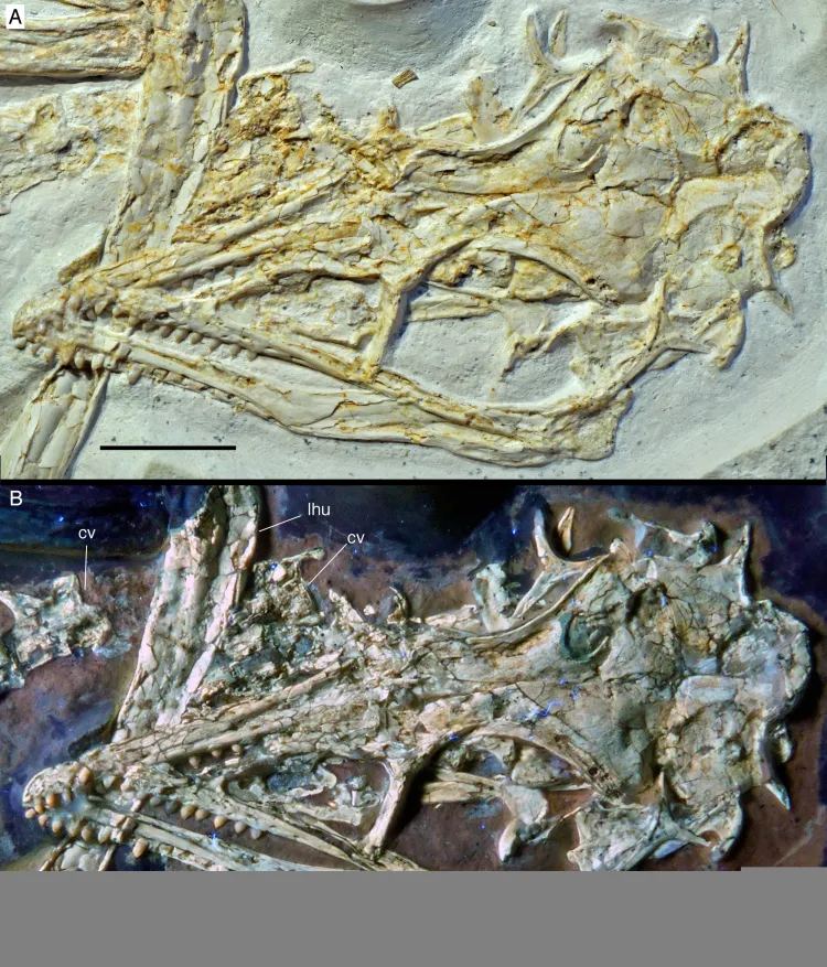 150-Million-Year-Old Feathered Dinosaur Fossil Proves Prehistoric Birds ...