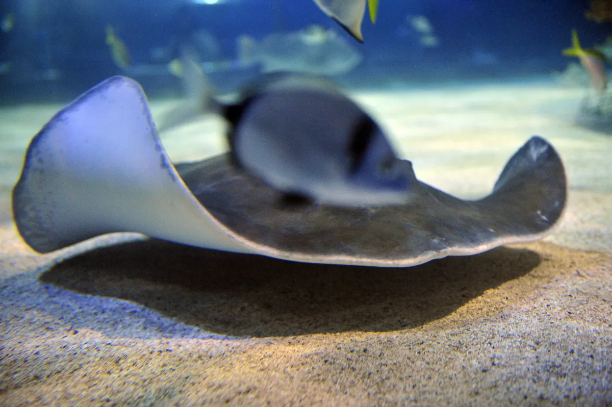Evolution Left the First Animal to Walk in the Ocean—And It Still Swims ...