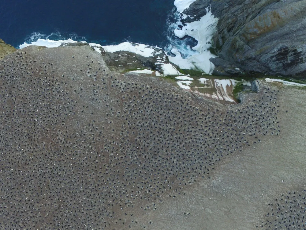 Scientists Discover Hidden Supercolony of 1.5 Million Penguins - Newsweek